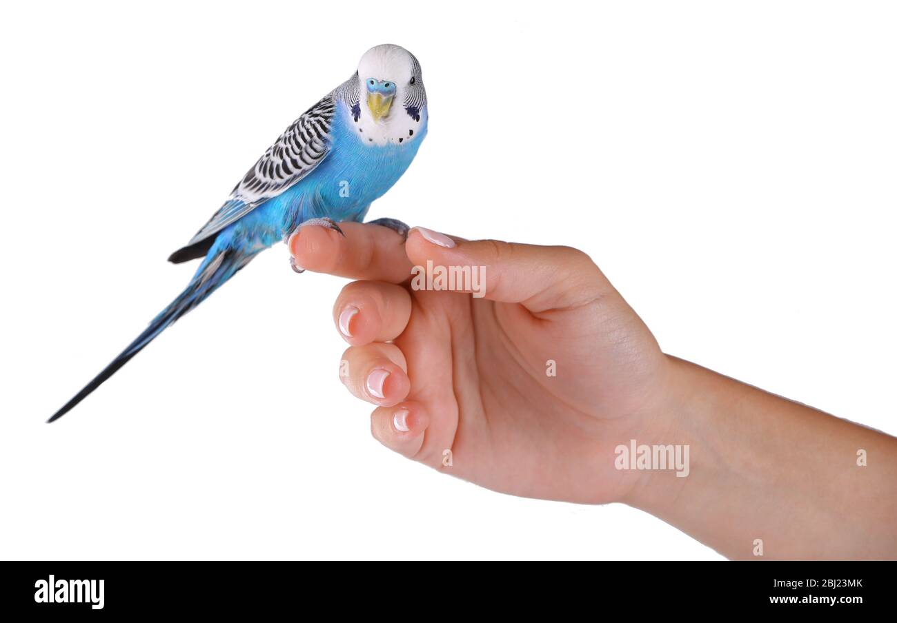 Budgerigar on hand isolated on white Stock Photo - Alamy