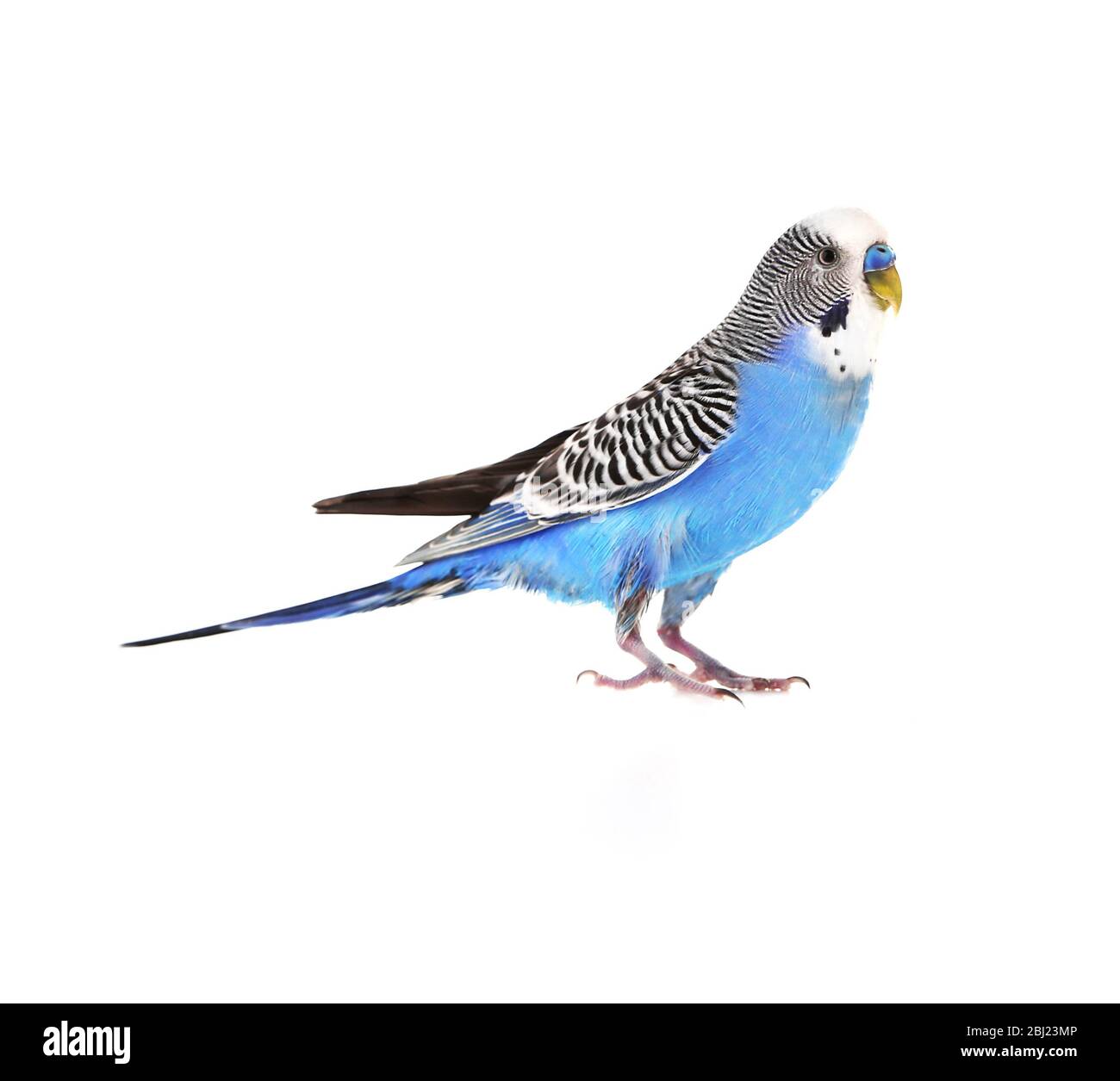 Green yellow budgie budgerigar bird Cut Out Stock Images & Pictures - Alamy