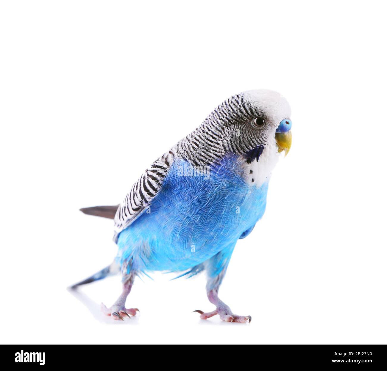 Green yellow budgie budgerigar bird Cut Out Stock Images & Pictures - Alamy