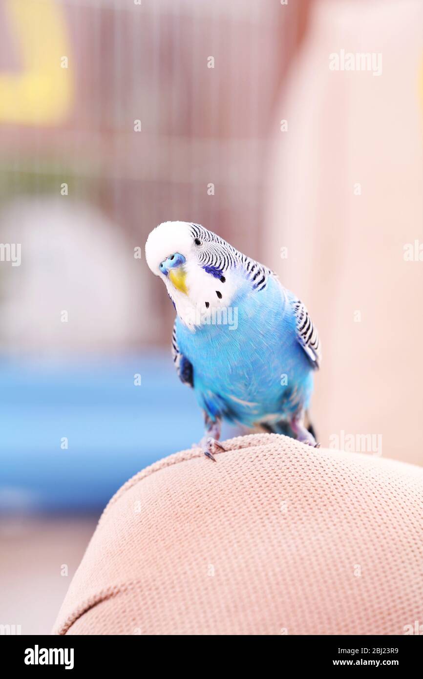 Budgerigar at home on bright background Stock Photo - Alamy