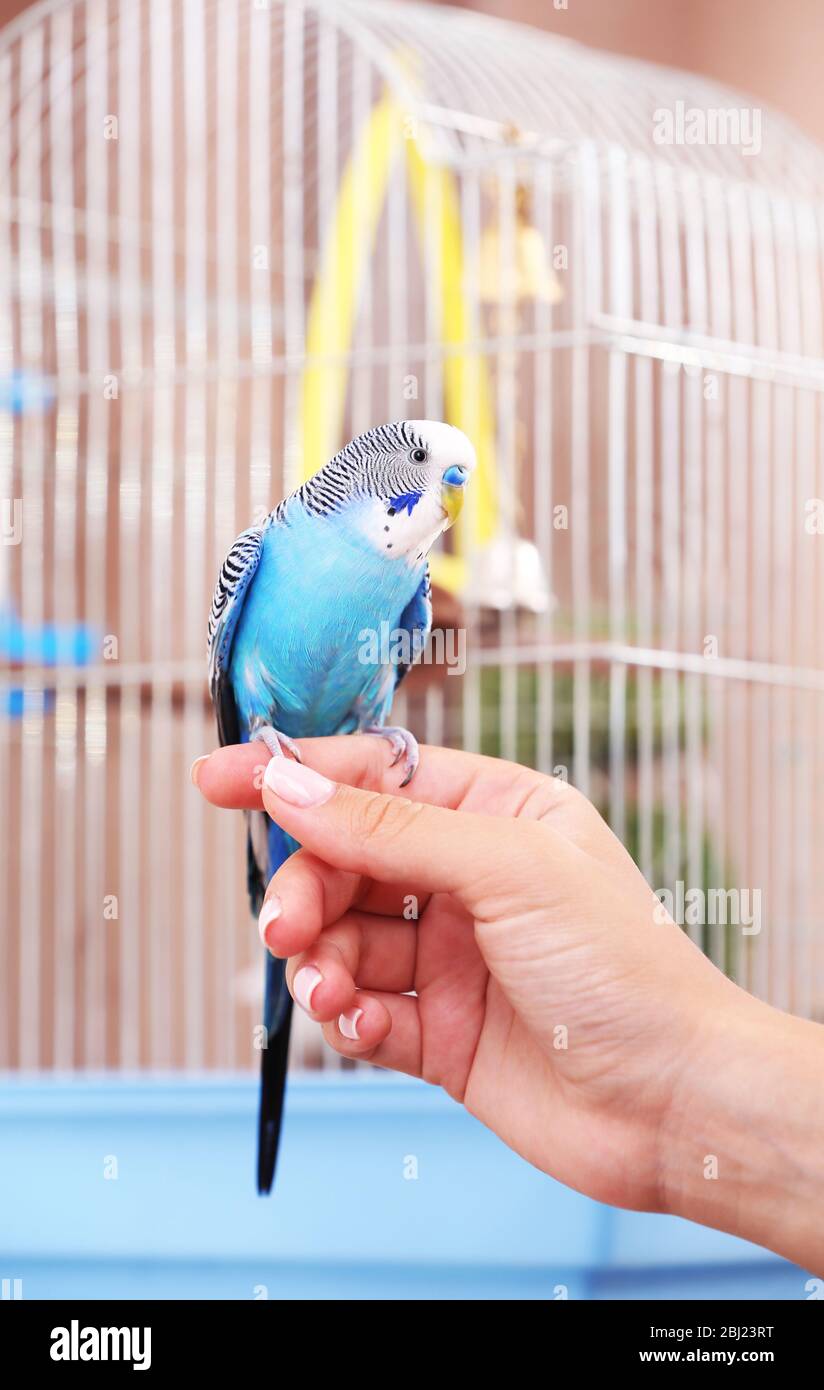 Budgerigar sitting on hand on cage background Stock Photo - Alamy
