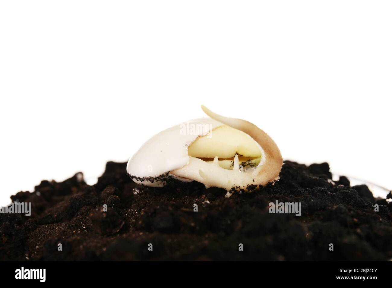 Germinating Seed High Resolution Stock Photography and Images - Alamy