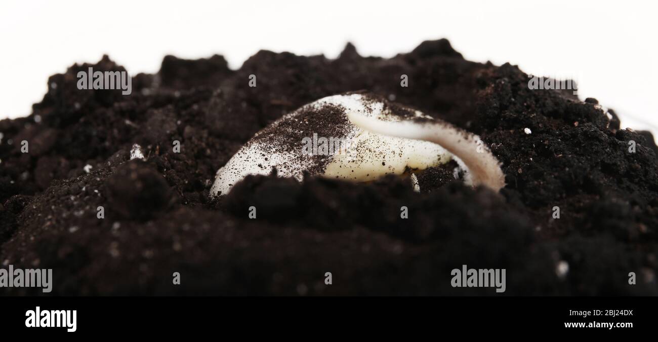 Germinating seed in soil isolated on white Stock Photo - Alamy