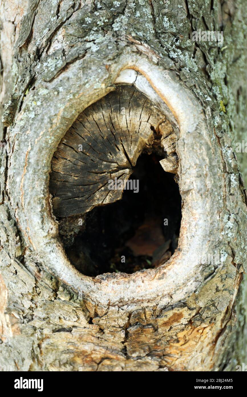 Tree hollow hi-res stock photography and images - Alamy