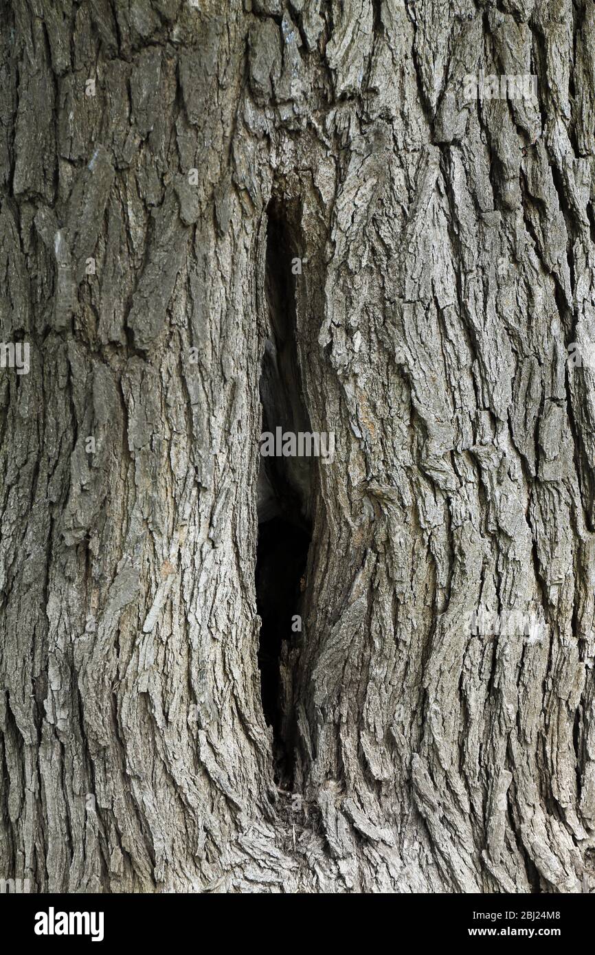 Tree hollow close up Stock Photo - Alamy
