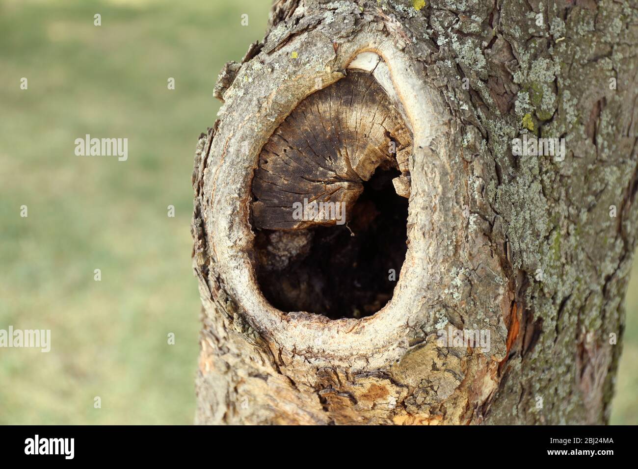 Tree hollow close up Stock Photo - Alamy