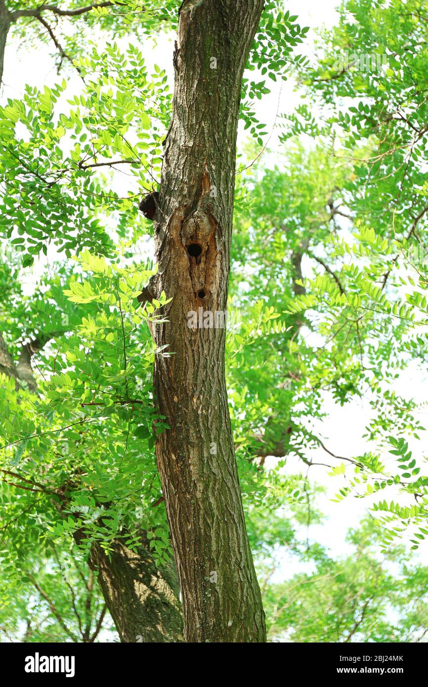 Hollow stumps hi-res stock photography and images - Alamy