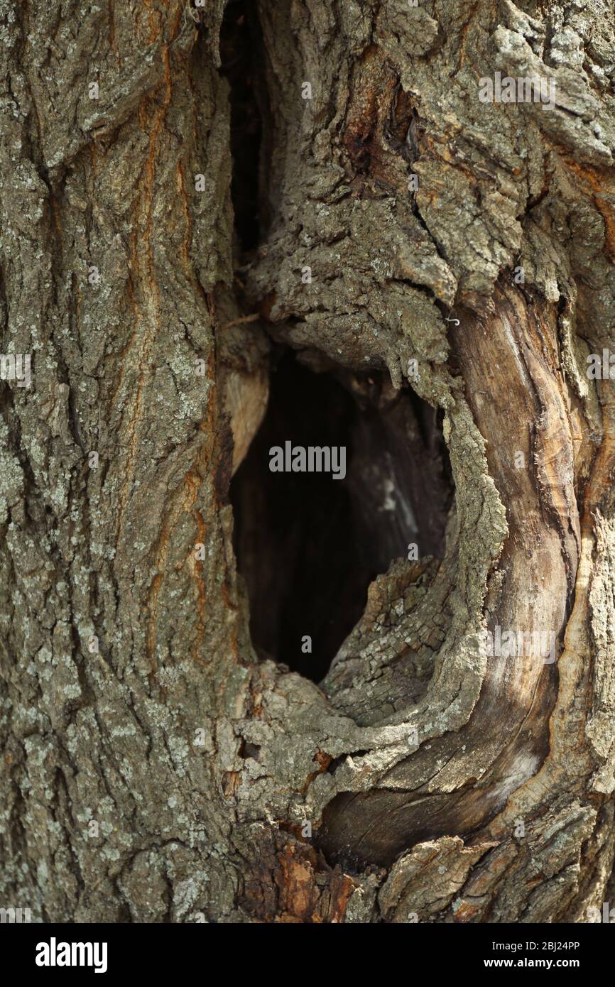 Tree hollow close up Stock Photo - Alamy
