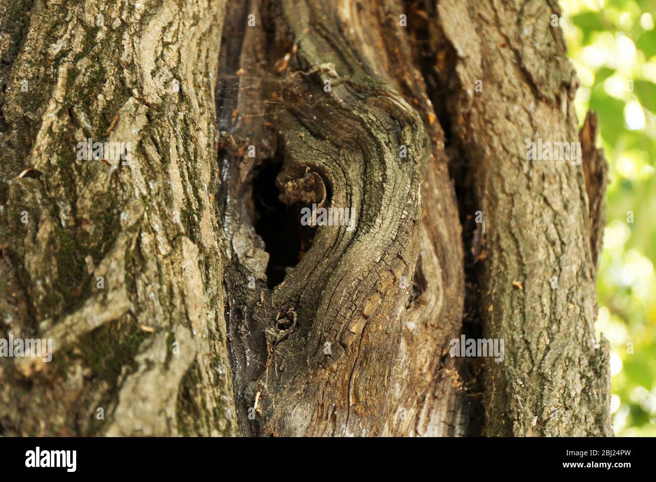Hollow stumps hi-res stock photography and images - Alamy