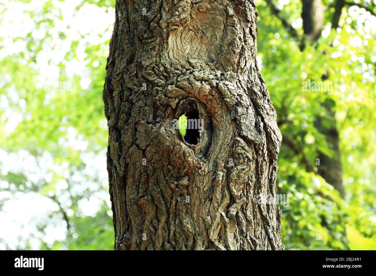 Tree hollow close up Stock Photo - Alamy