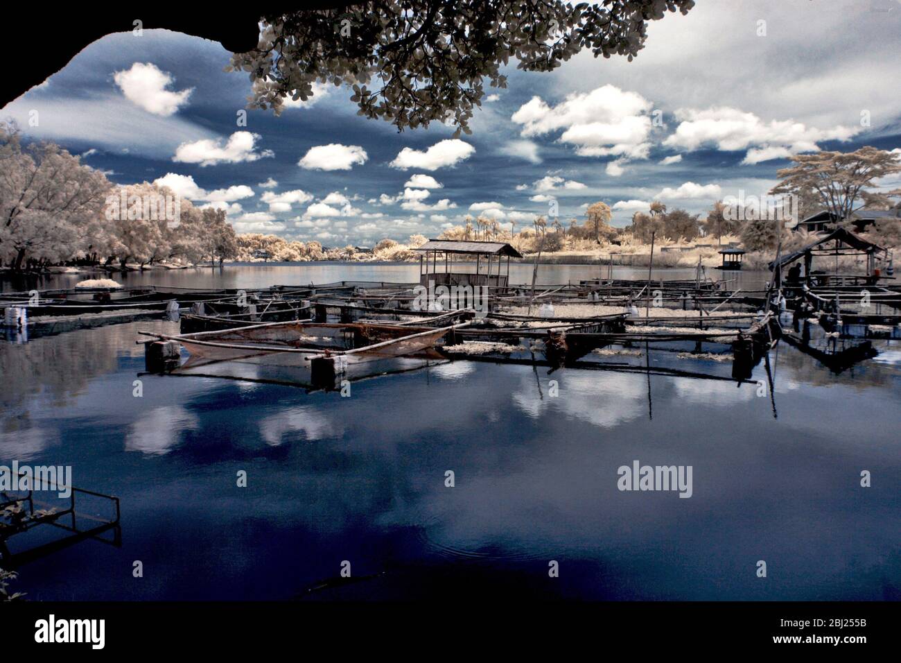 Fish Ponds Reflection at The Lake Stock Photo - Alamy