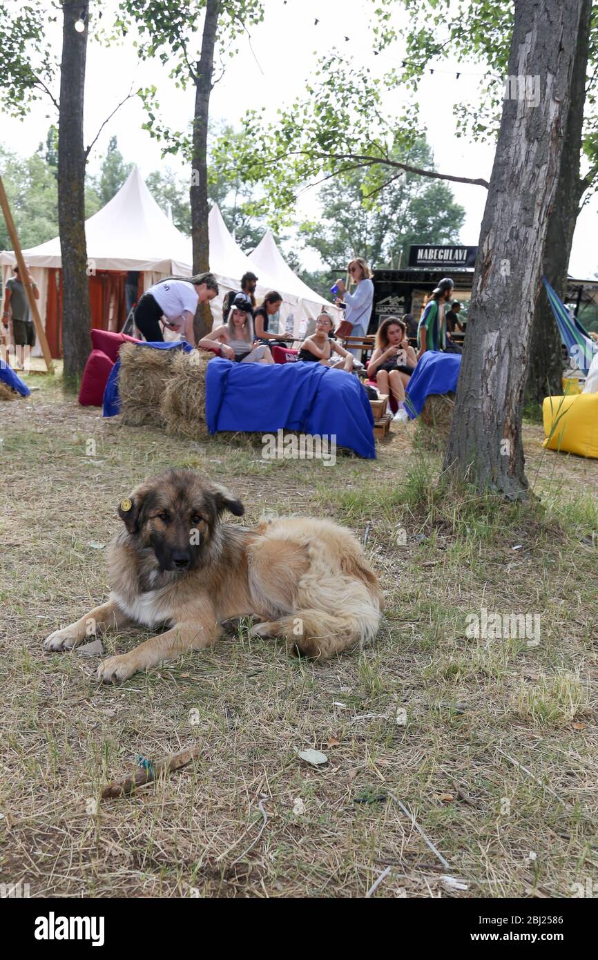 Audience with hands raised at a music festival and lights streaming ...