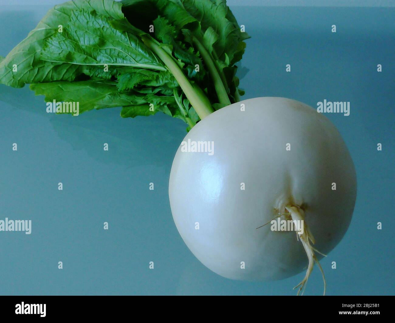 isolated Burpee white radish closeup with root. green leaves attached ...