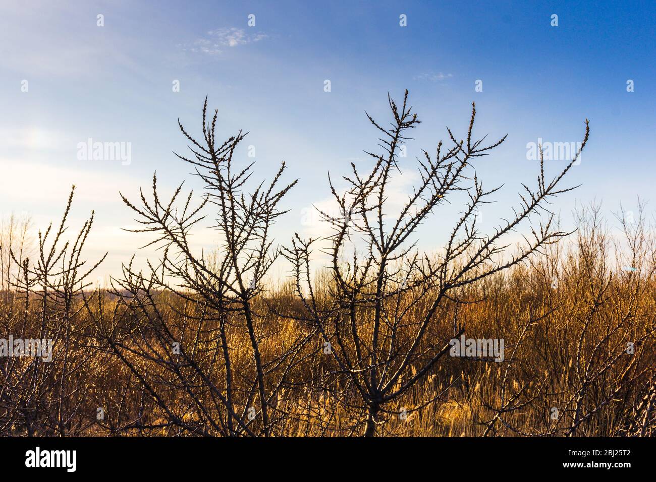wild bush shrubs plant thorn drought dry twig Stock Photo - Alamy
