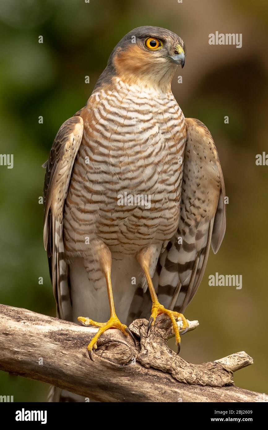 Welsh sparrowhawk hi-res stock photography and images - Alamy