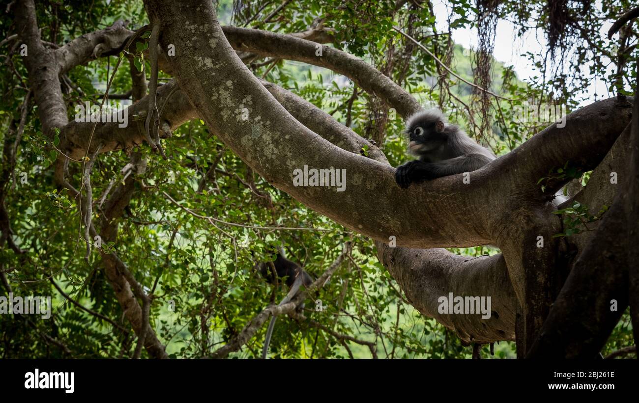 Hair in tails hi-res stock photography and images - Alamy