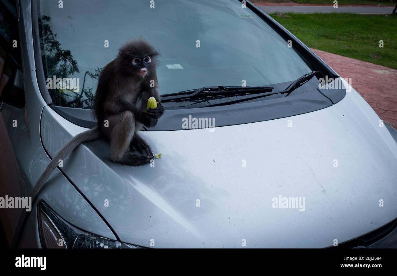Dusky monkey sitting on hood of car and eating in Lommuak Thailand ...