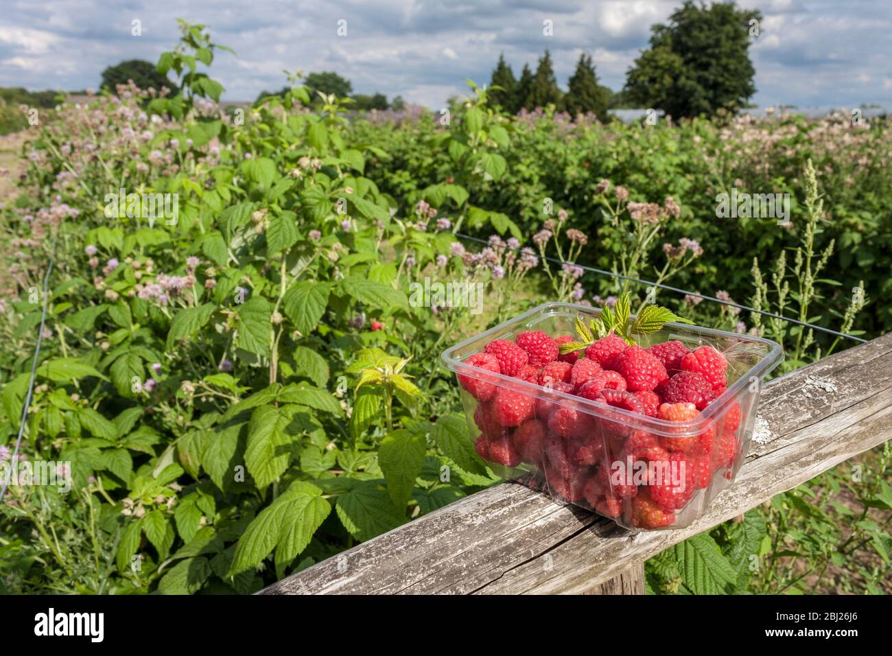 Rubus idaeus hi-res stock photography and images - Alamy