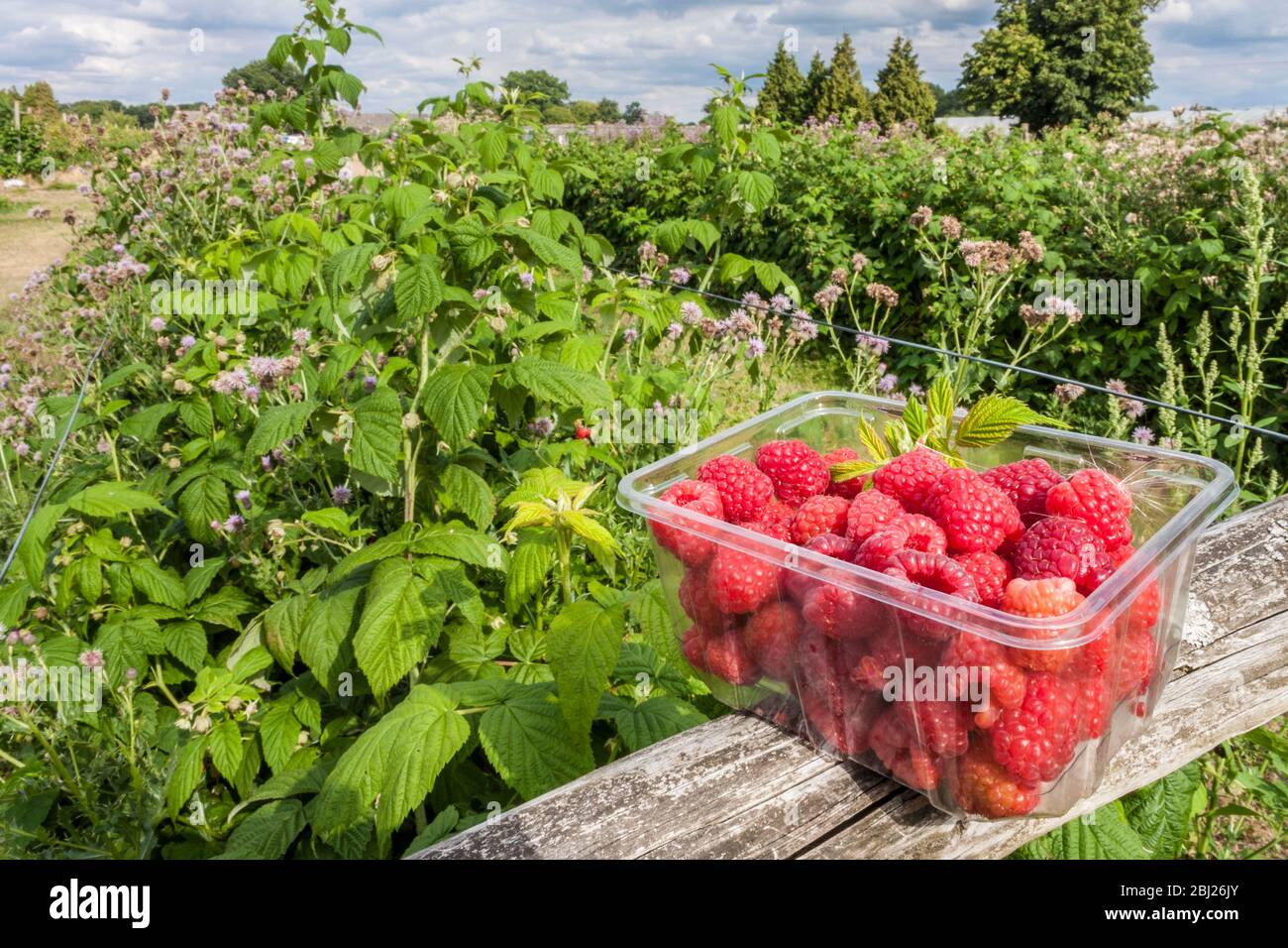 Raspberry farm uk hi-res stock photography and images - Alamy