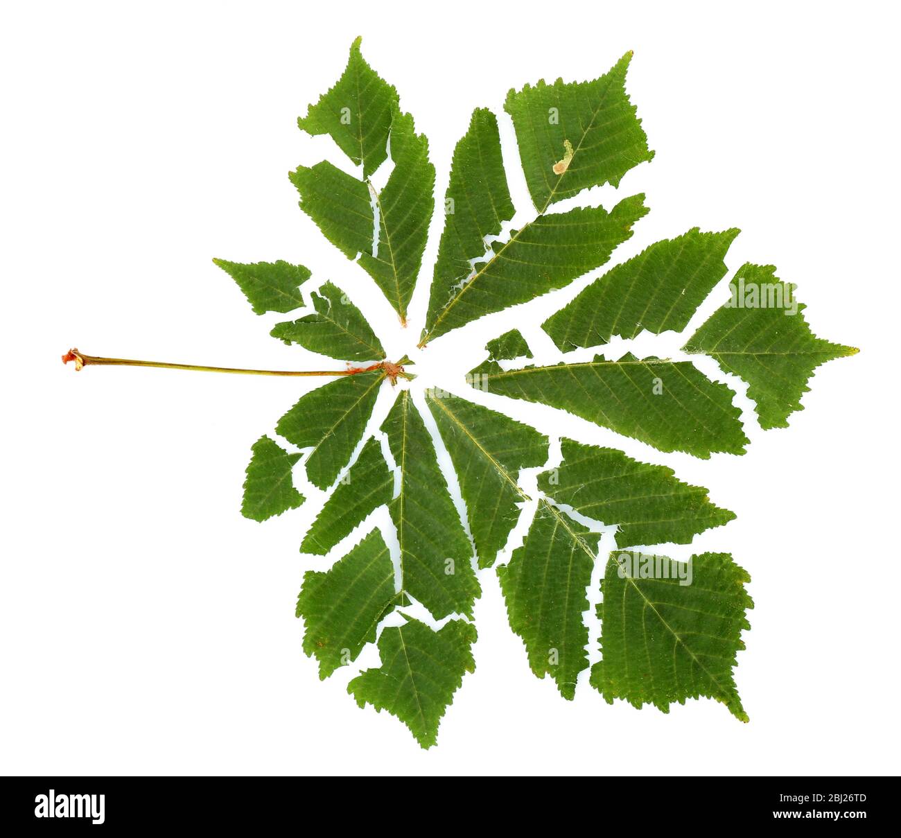 Torn green leaf isolated on white Stock Photo - Alamy