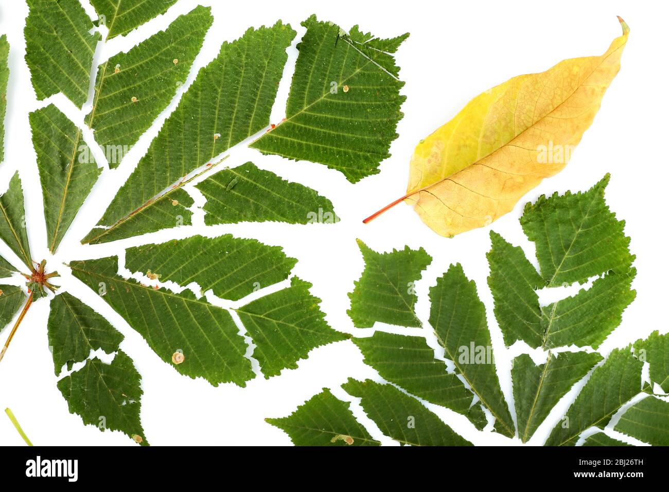 Torn green leaves close up Stock Photo - Alamy