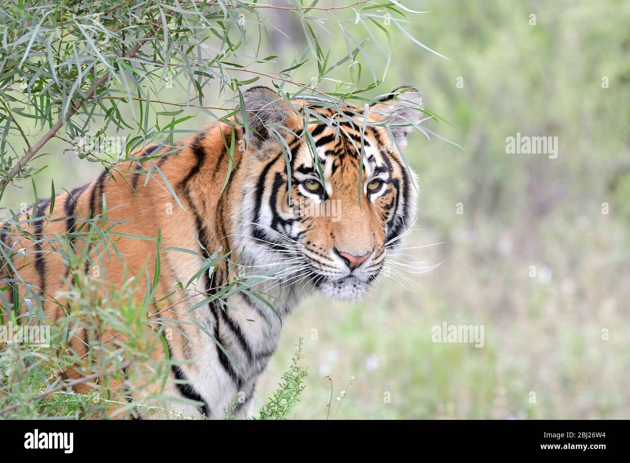 Tiger cat south africa hi-res stock photography and images - Alamy