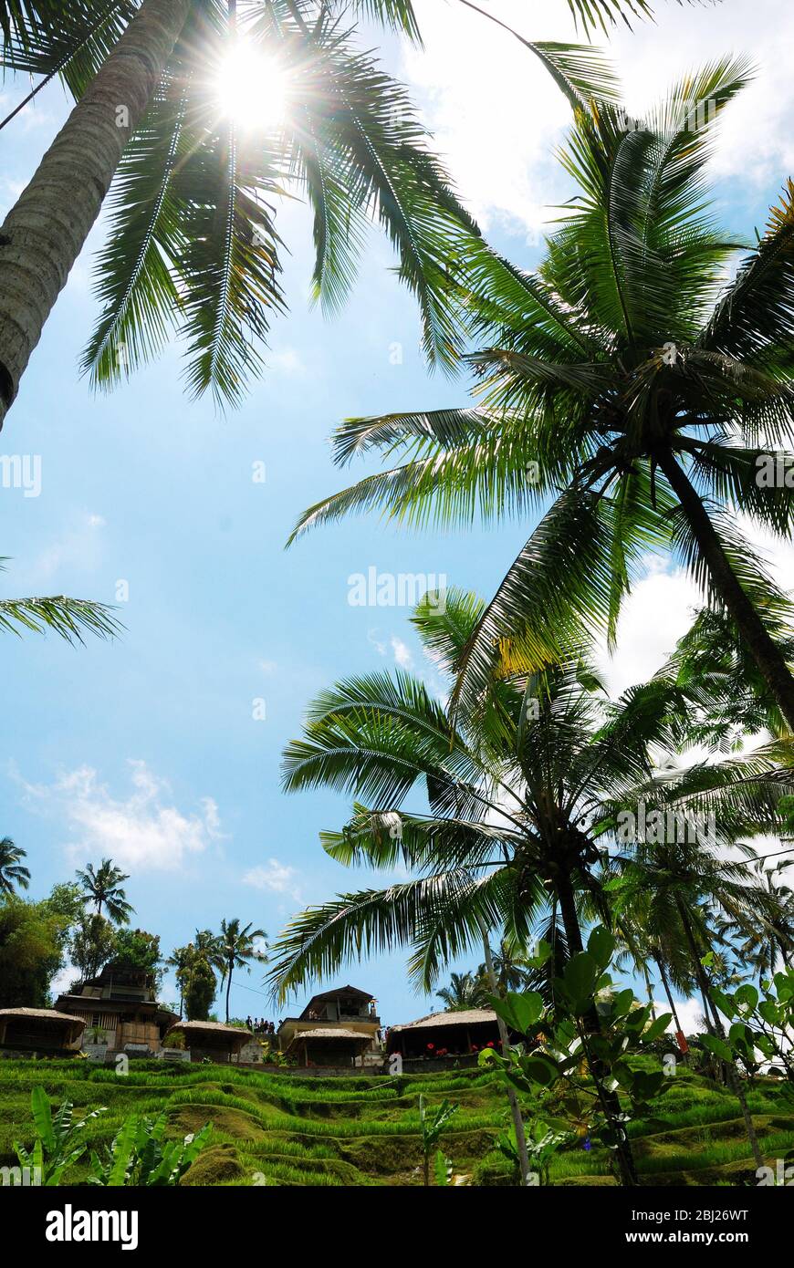 Rice terraces and coconut trees at Bali, Indonesia Stock Photo - Alamy