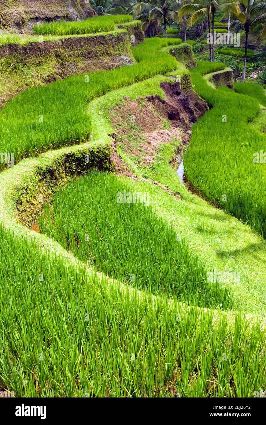 Rice terraces at Bali, Indonesia Stock Photo - Alamy
