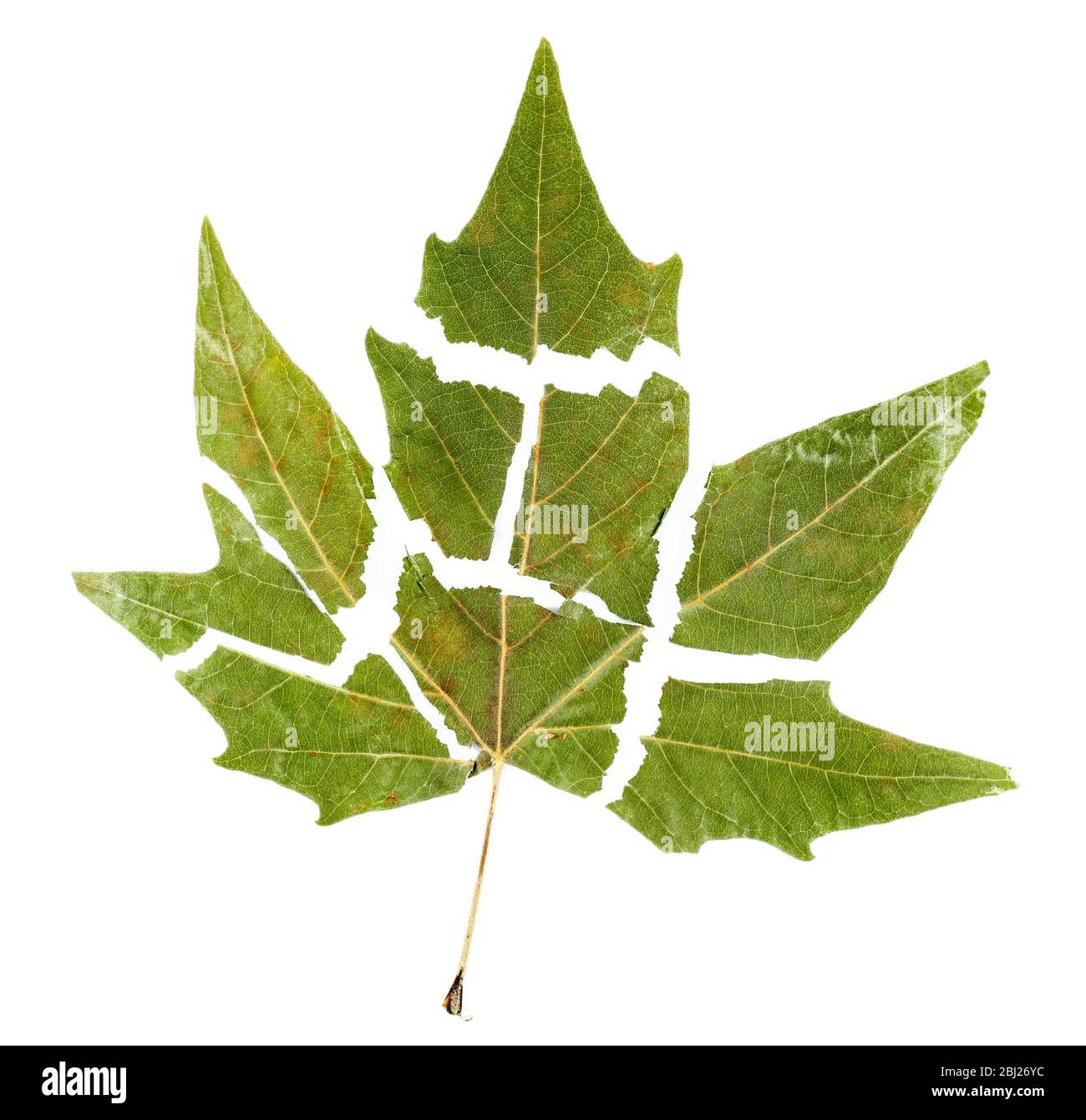 Torn green leaf isolated on white Stock Photo - Alamy