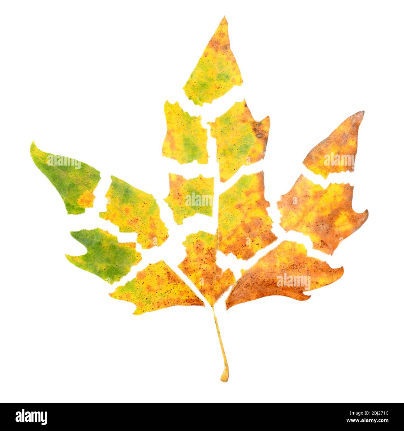 Torn yellow leaf isolated on white Stock Photo - Alamy