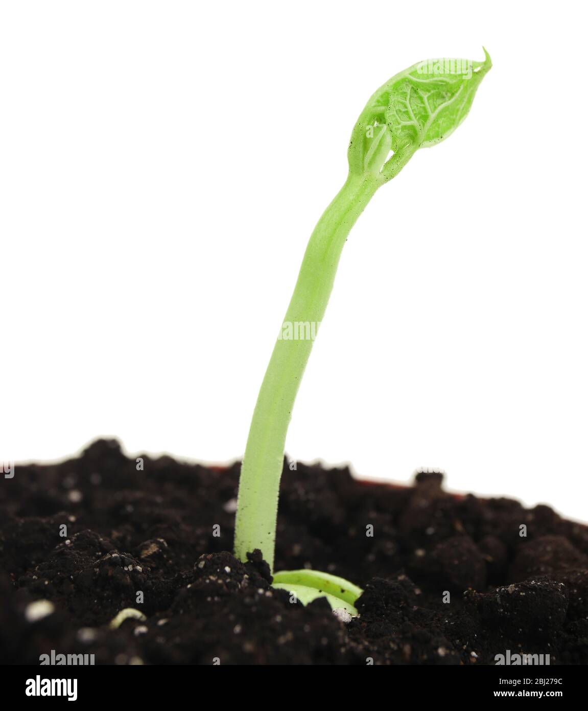 Green seedling growing from soil isolated on white Stock Photo - Alamy