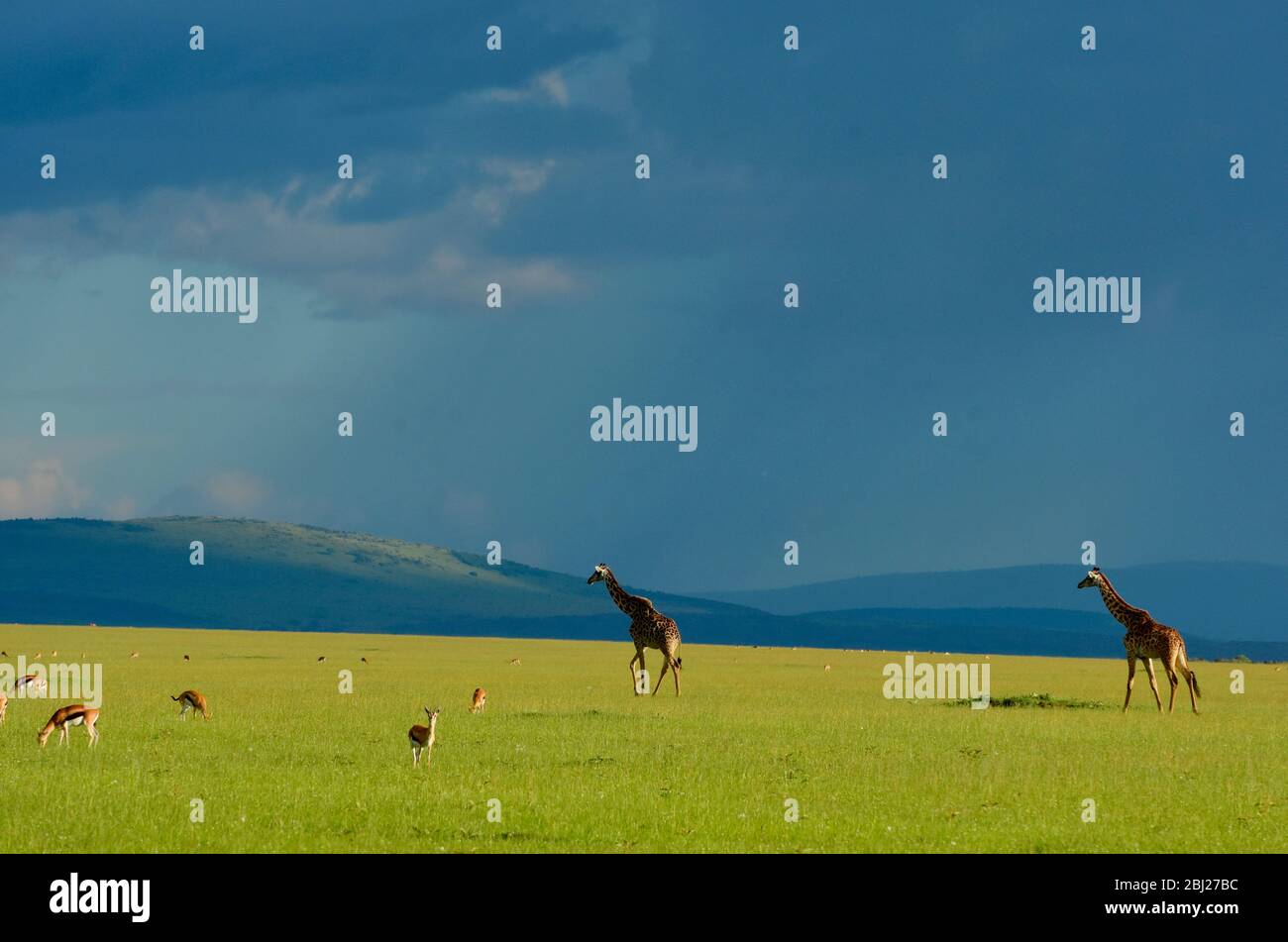 Sunset on the plains of the Mara Reserve near Talek River Gate, Kenya ...