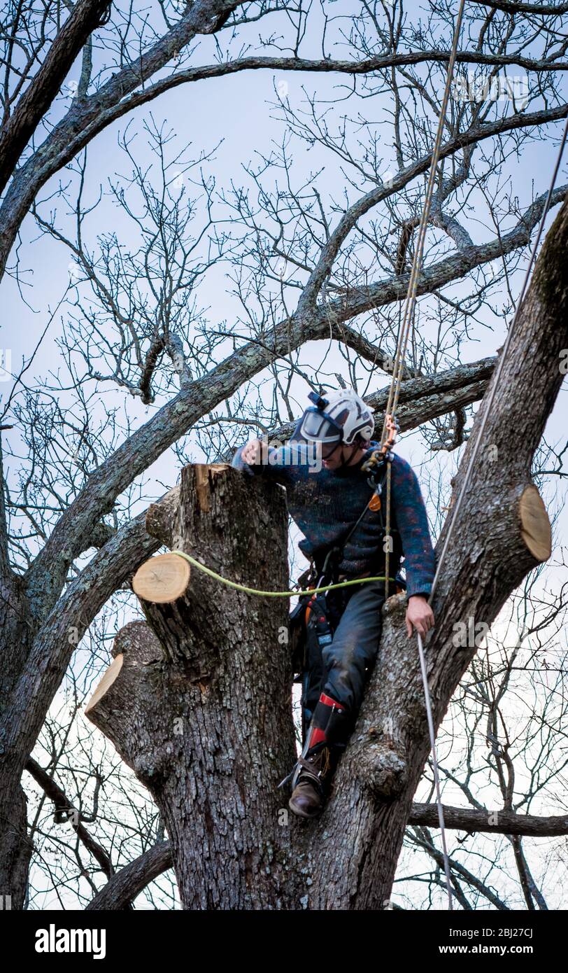 Worker with chainsaw and helmet hanging from rope and cutting down tree ...
