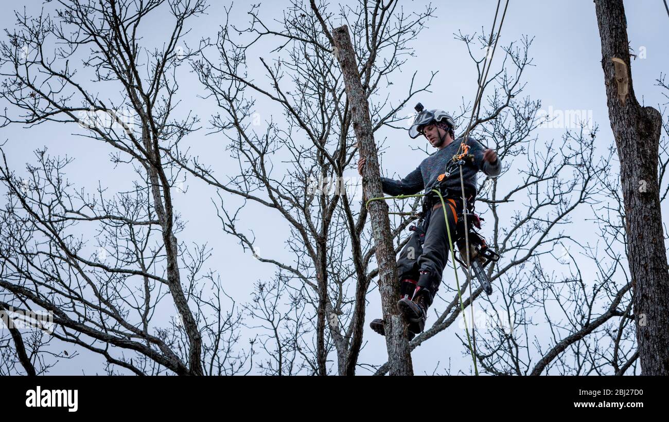 Worker with chainsaw and helmet hanging from rope and cutting down tree ...