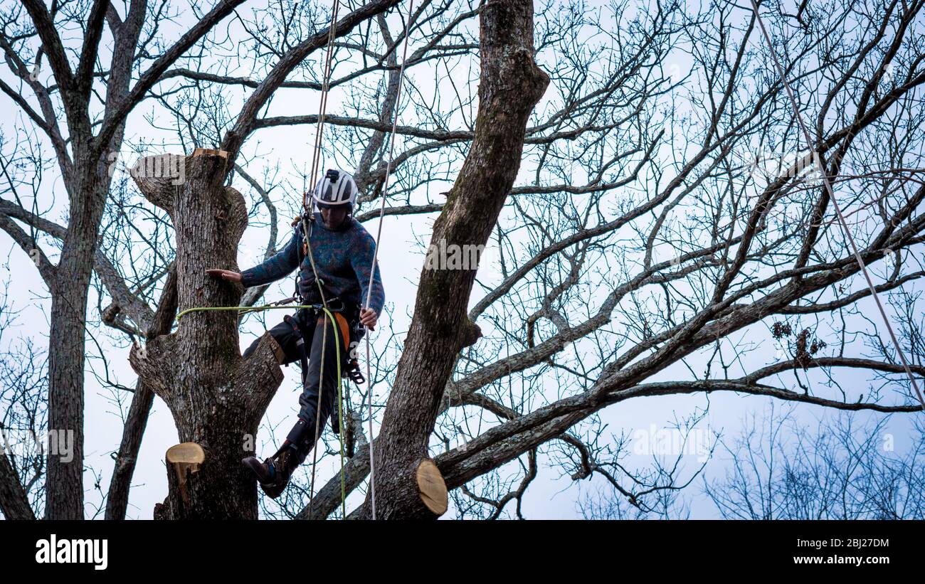Worker with chainsaw and helmet hanging from rope and cutting down tree ...