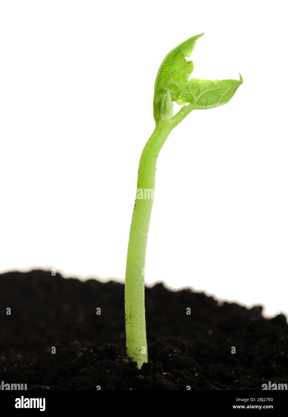 Green seedling growing from soil isolated on white Stock Photo - Alamy