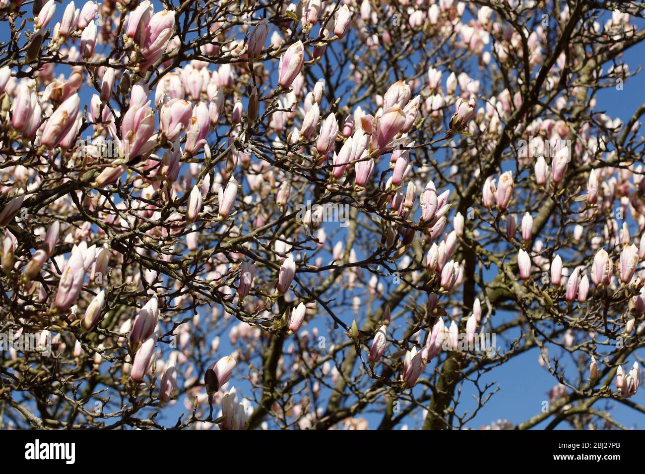 Magnolias Texture High Resolution Stock Photography and Images - Alamy