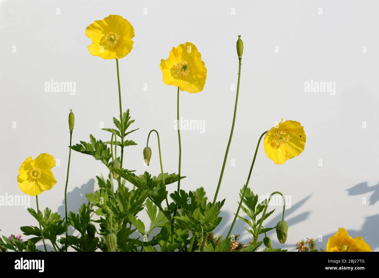Welsh poppy seed pod hi-res stock photography and images - Alamy