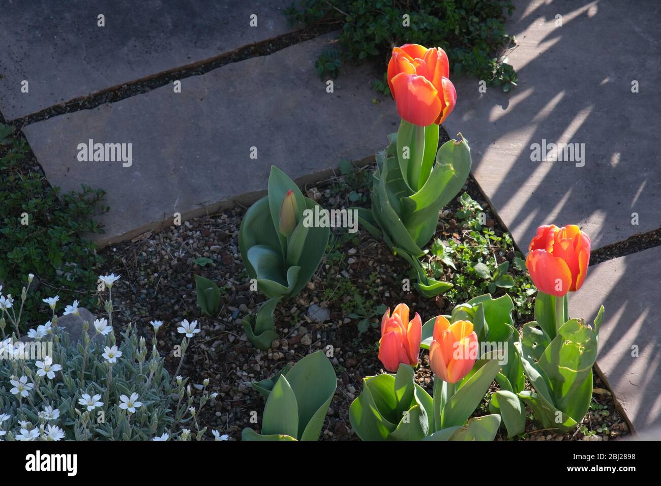 Orange tulip flowers in a rock garden. Beautiful spring bloom with ...