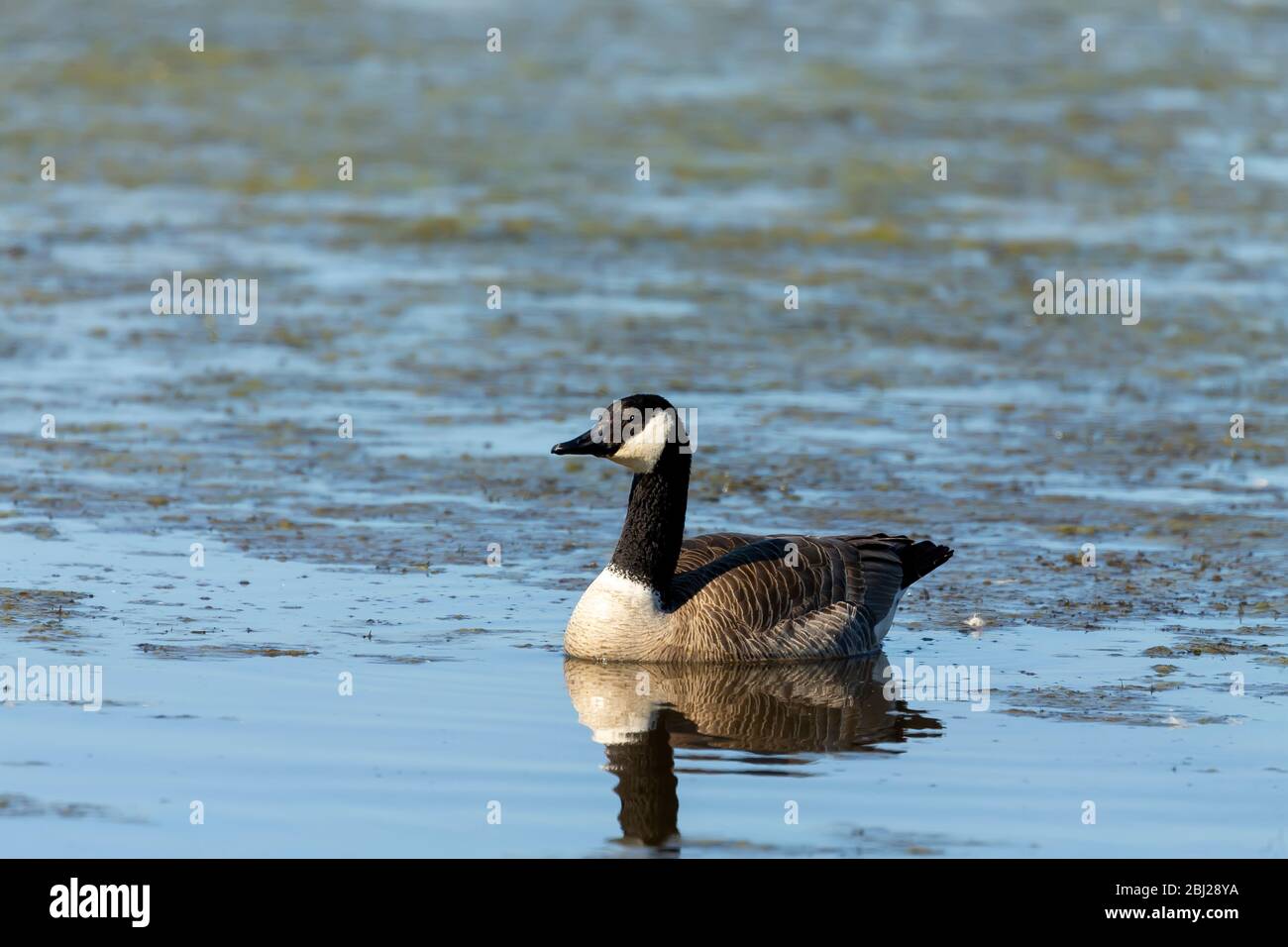 Canadian goose swimming on the river Stock Photo - Alamy