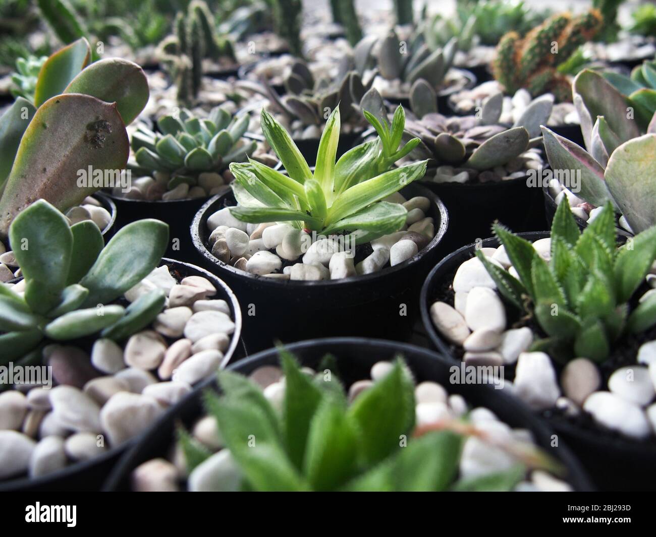 Mini Plants High Resolution Stock Photography and Images - Alamy
