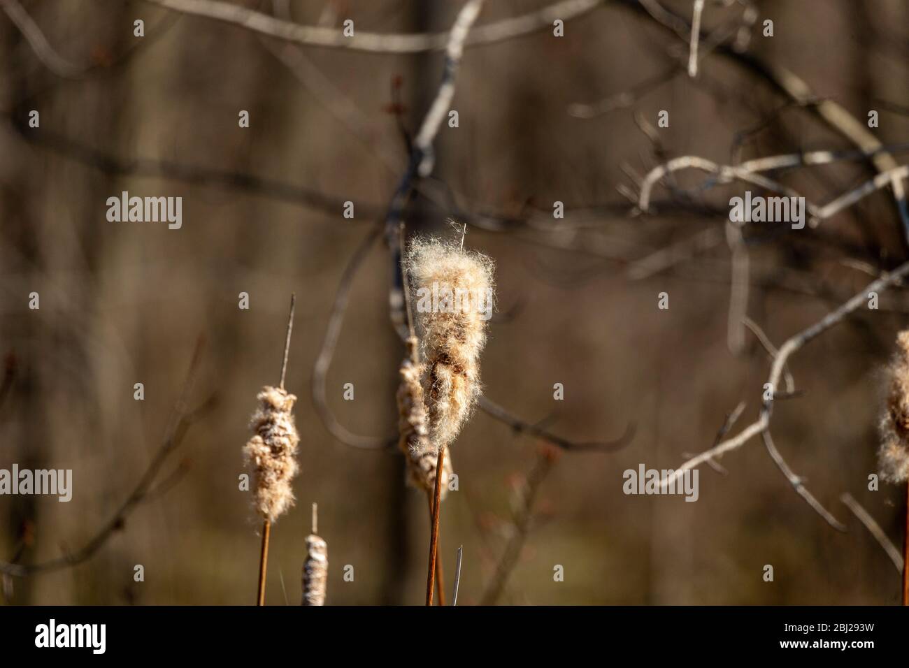 Bulrush Flower High Resolution Stock Photography and Images - Alamy