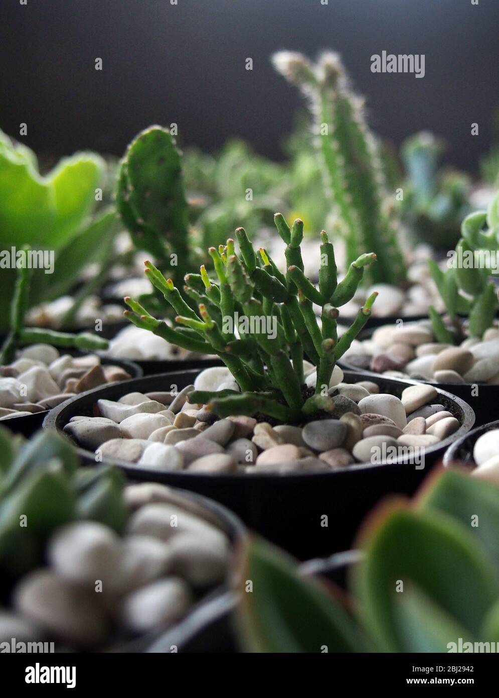 Mini plants hi-res stock photography and images - Alamy
