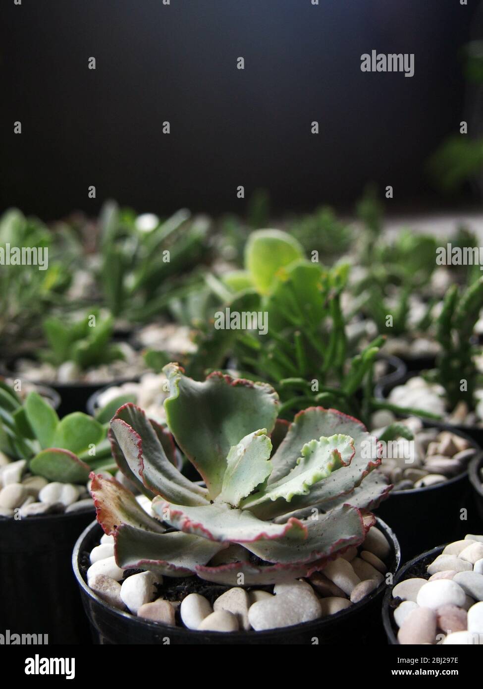 Mini Plants High Resolution Stock Photography and Images - Alamy