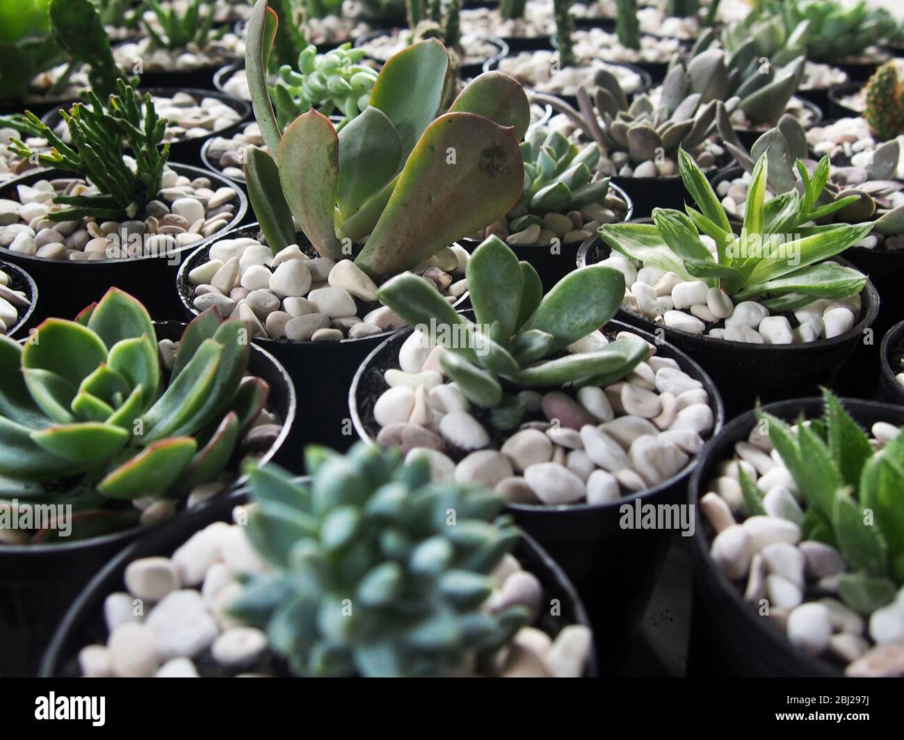 Mini Plants High Resolution Stock Photography and Images - Alamy