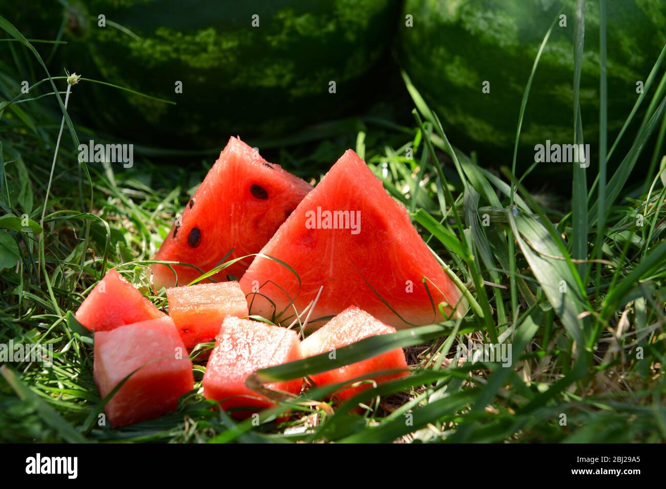 Fresh watermelon over green grass background Stock Photo - Alamy