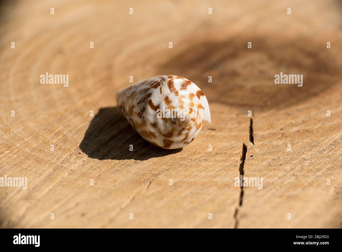 Shell of a conch on slice of wood Stock Photo - Alamy