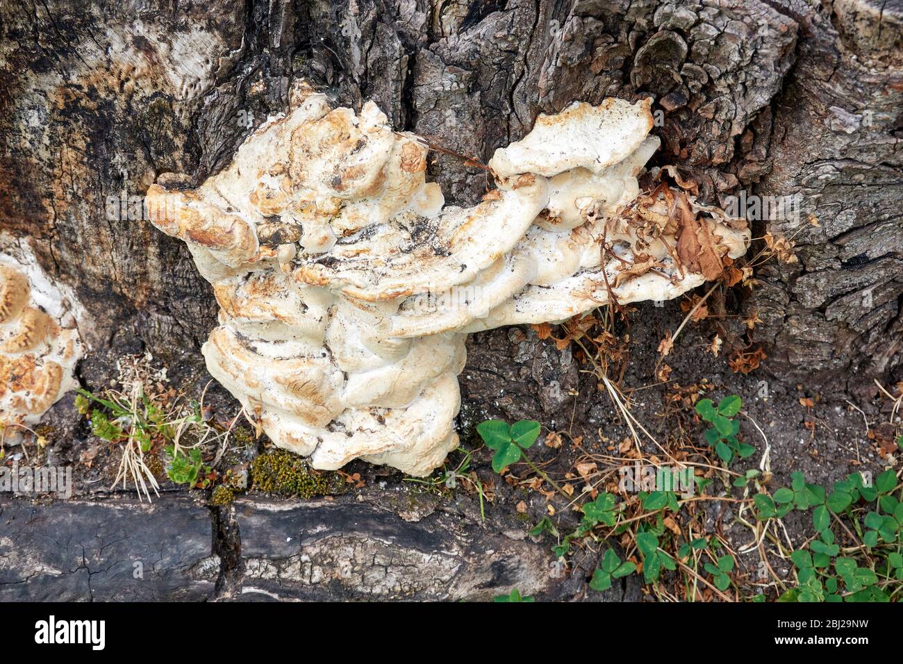 Bracket fungus on felled tree stump Stock Photo - Alamy