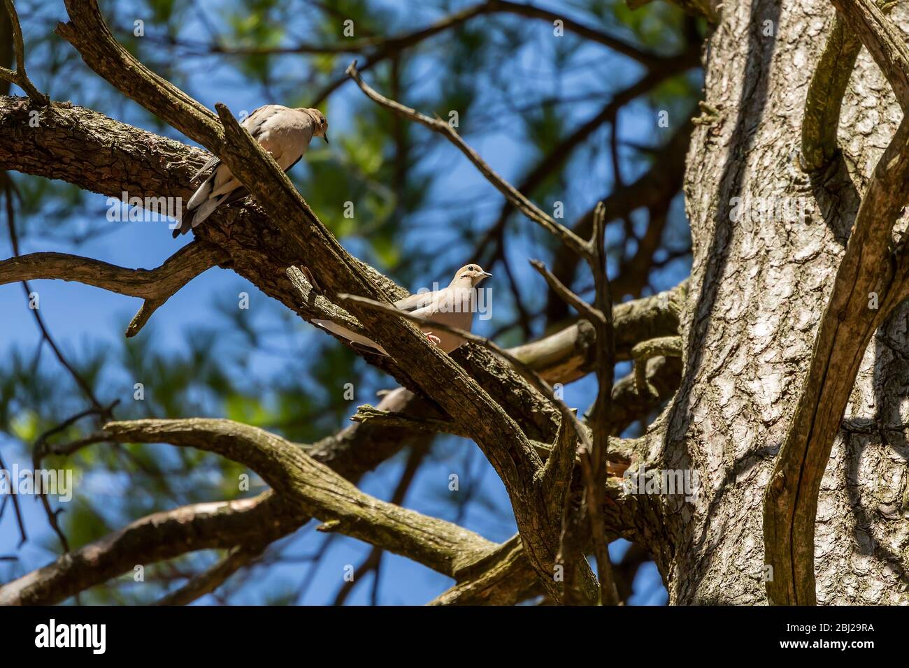 The mourning dove, also known as the American mourning dove or the rain ...