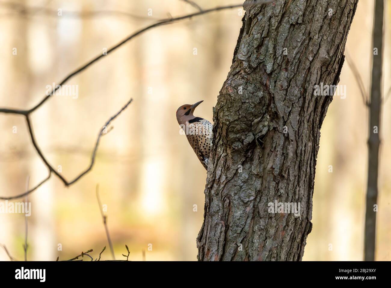 Bird. The northern flicker in spring. Natural scene from state park of ...